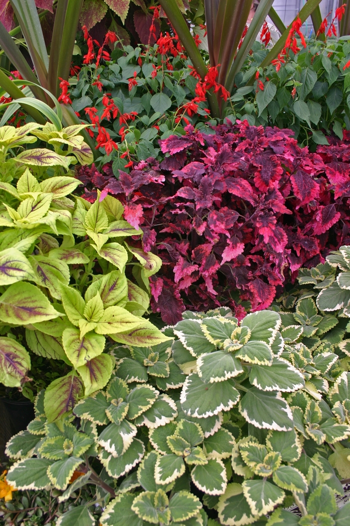 Mulitple Varieties | Coleus | Kings Garden Center