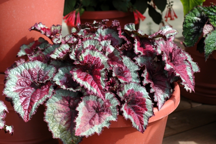 Begonia rex | Rex Begonia | Kings Garden Center