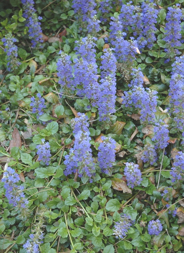 Ajuga reptans | Ajuga (Bugleweed) | Kings Garden Center