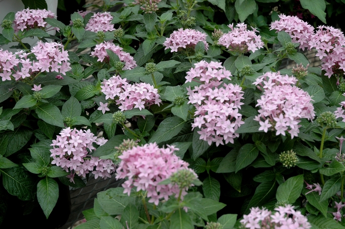Pentas lanceolata | Lucky Star™ Lavender Egyptian Starcluster, Pentas ...