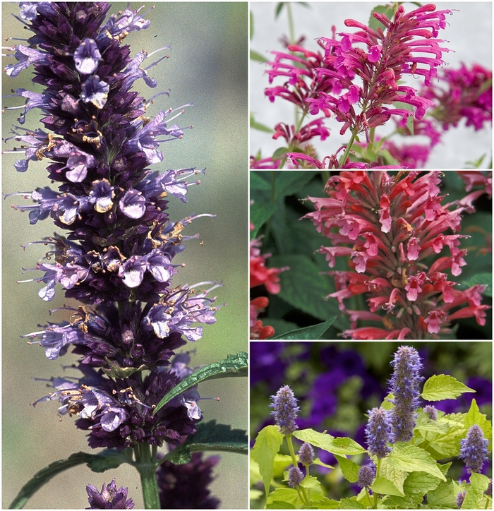 Agastache - Multiple Varieties | Giant Hyssop | Kings Garden Center