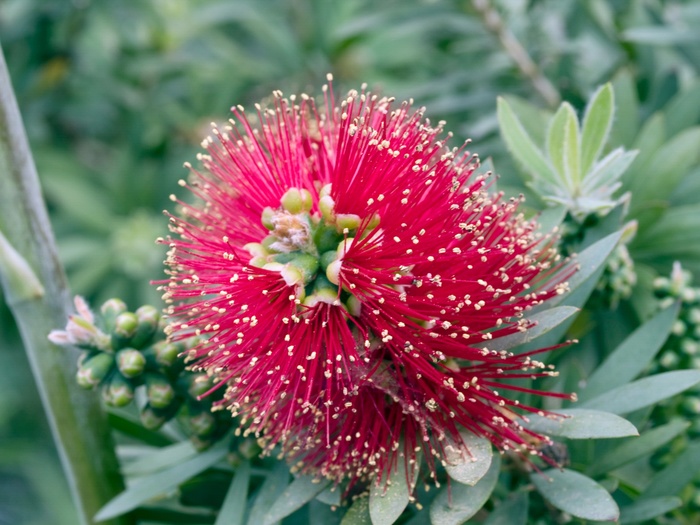 Callistemon 'Little John' | Dwarf Bottle Brush | Kings Garden Center