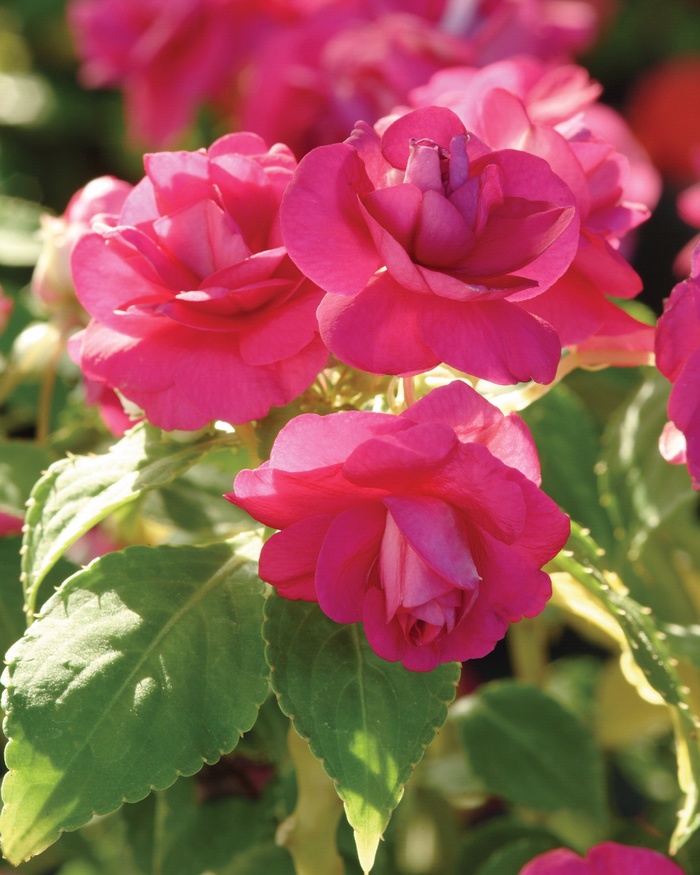 Impatiens walleriana | Fiesta™ Purple Double Impatiens | Kings Garden ...
