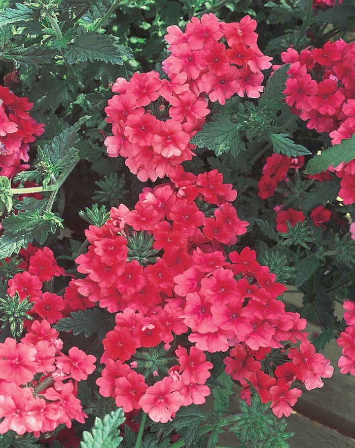 Verbena hybrid 'Superbena® Coral Red' | Superbena® Coral Red | Kings ...
