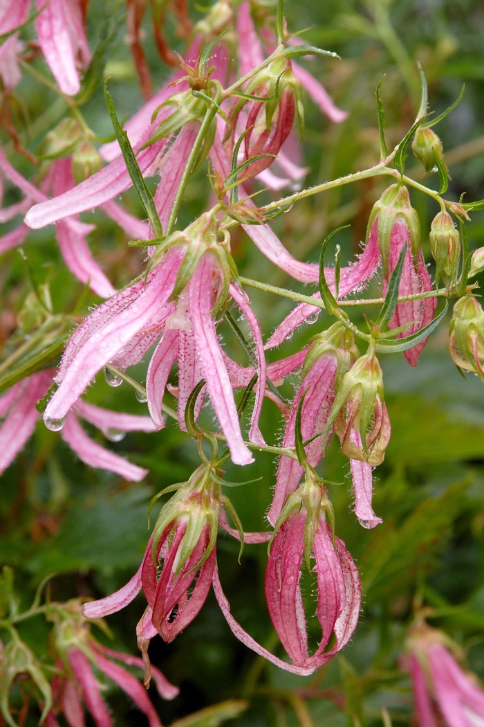 Campanula 'Pink Octopus' | Bellflower | Kings Garden Center