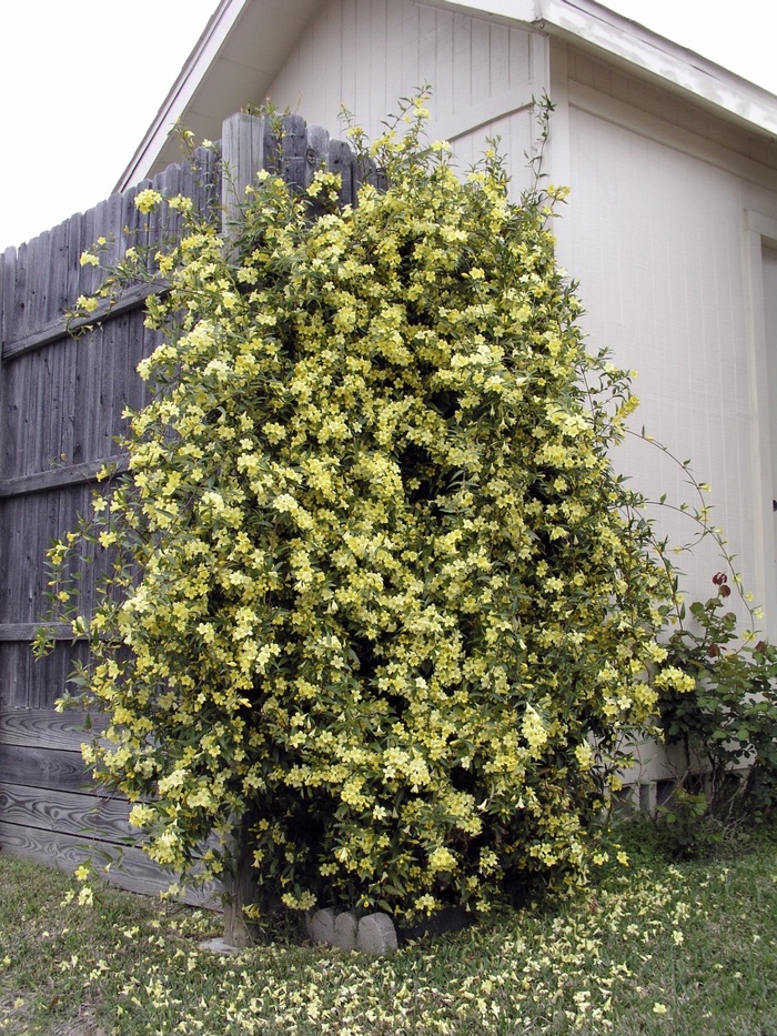 Gelsemium sempervirens | Carolina Jessamine | Kings Garden Center