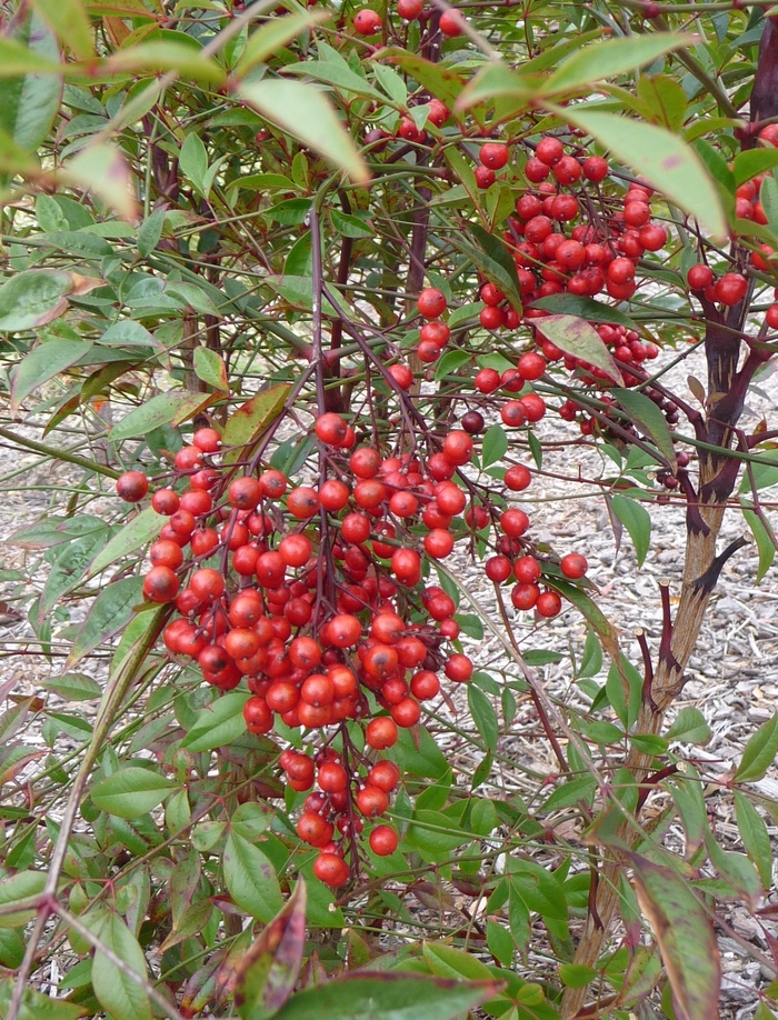 Nandina domestica 'compacta' | Heavenly Bamboo | Kings Garden Center
