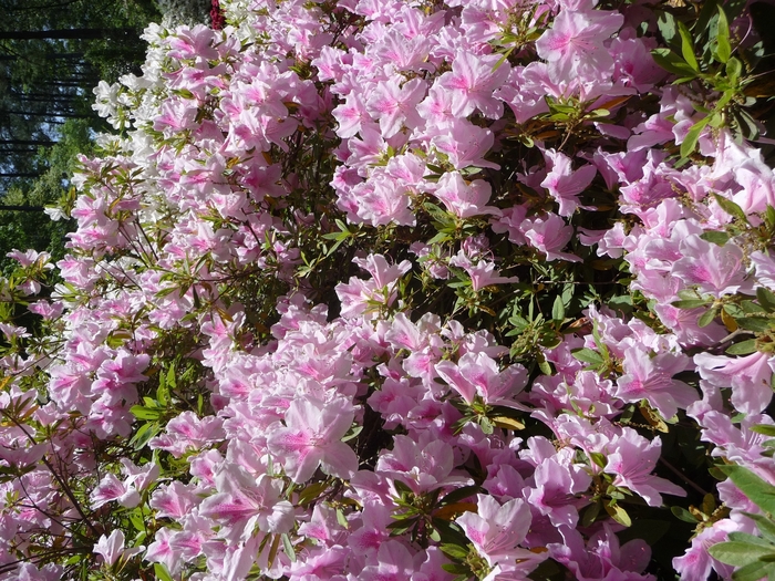 Azalea indica 'George Tabor' | George Tabor Azalea | Kings Garden Center