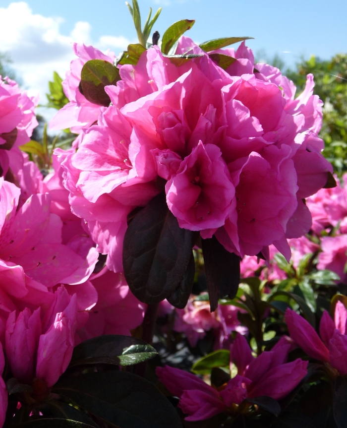 Azalea 'Pink Ruffle' | Pink Ruffle Azalea | Kings Garden Center
