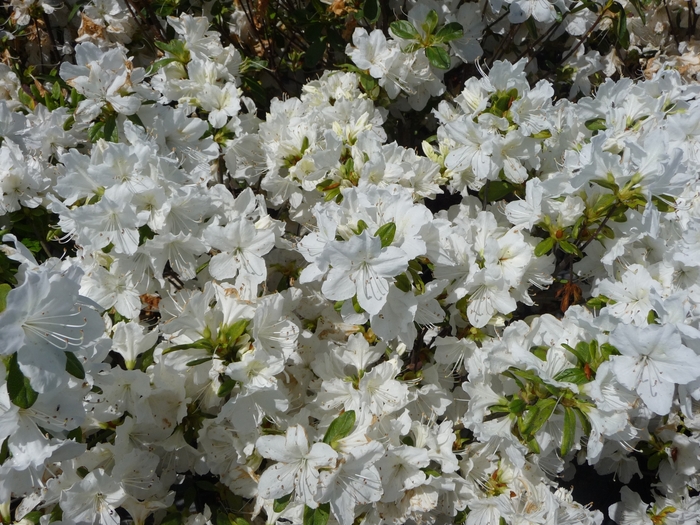 Azalea x 'Delaware Valley White' | Evergreen Azalea | Kings Garden Center