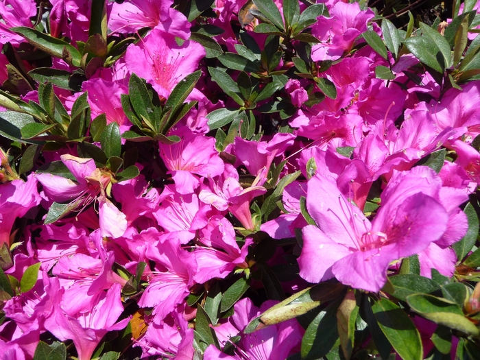 Azalea indica 'Formosa' | Formosa Azalea | Kings Garden Center