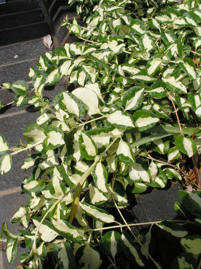 Vinca major 'Wojos Jem' | Vinca Vine | Kings Garden Center