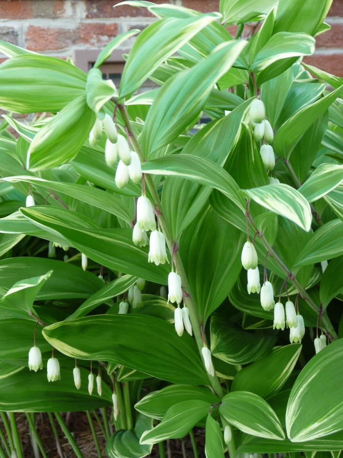 Polygonatum odoratum 'Variegatum' | Variegated Soloman's Seal | Kings ...