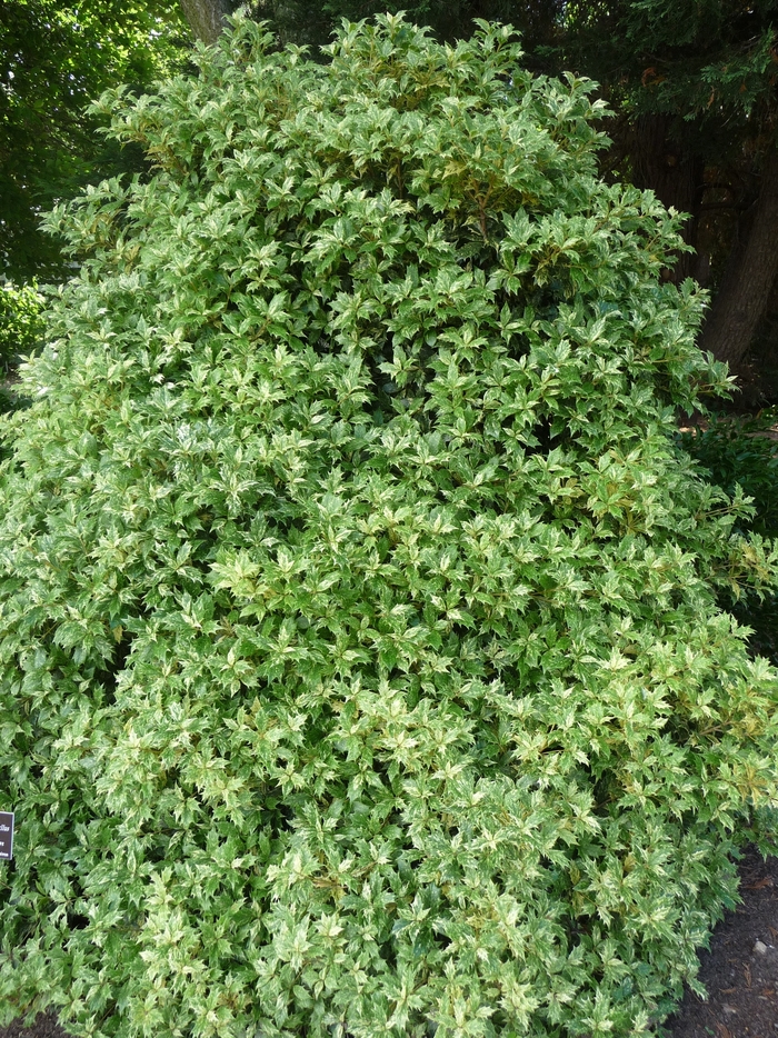Osmanthus heterophyllus 'Goshiki' | Goshiki Osmanthus | Kings Garden Center