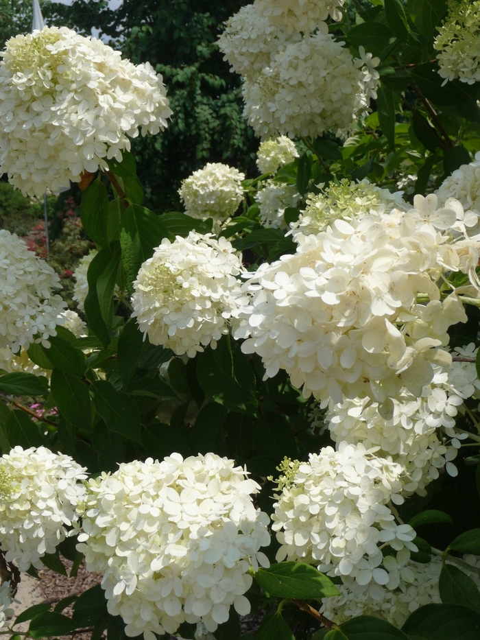 Hardy Hydrangea | Limelight | Kings Garden Center
