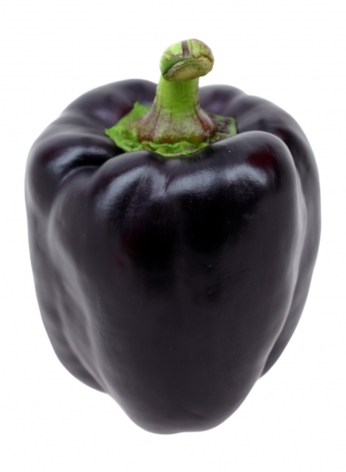 Capsicum annuum 'Purple Beauty Culinary Couture™' | Purple Beauty Bell ...