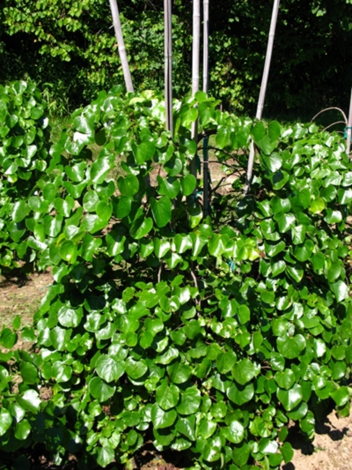 Cercis reniformis 'Traveler' | Weeping Redbud | Kings Garden Center