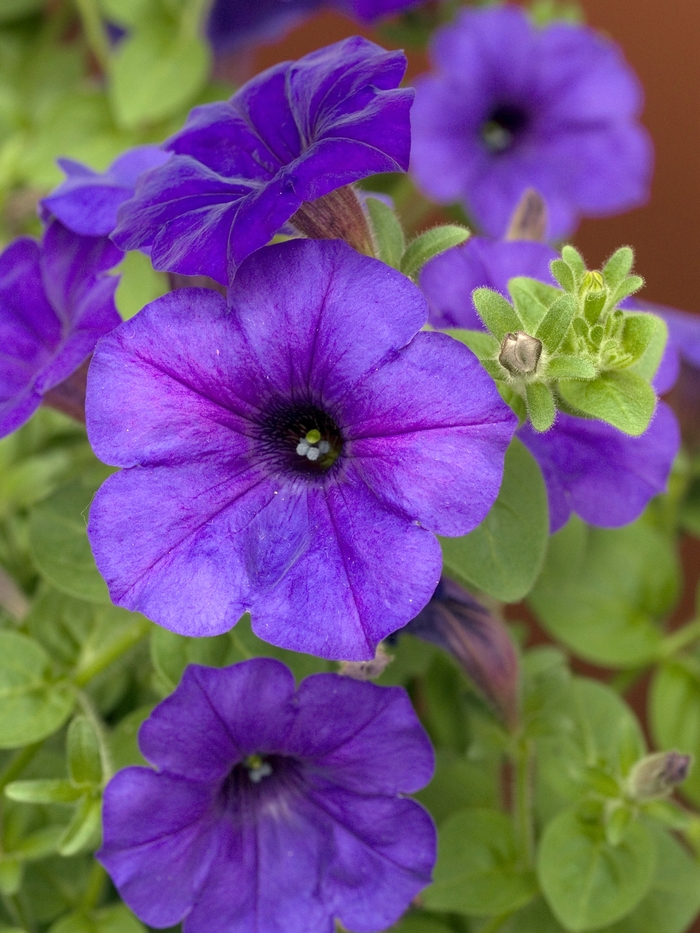Petunia hybrida 'Easy Wave® Blue' | Easy Wave® Blue Petunia | Kings ...