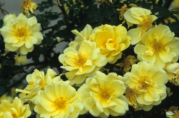 Rosa 'Radsunny' | The Sunny Knock Out® Rose | Kings Garden Center