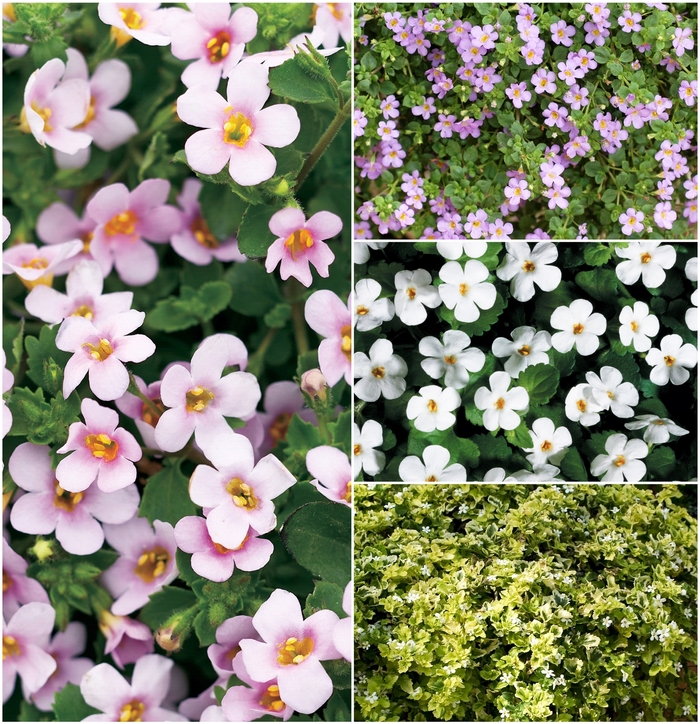 Multiple Varieties | Bacopa | Kings Garden Center