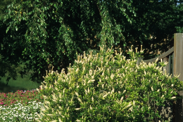 Clethra alnifolia | Summersweet | Kings Garden Center