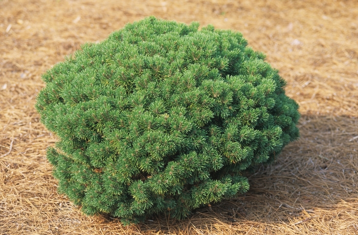 Pinus mugo | Mugo Pine | Kings Garden Center