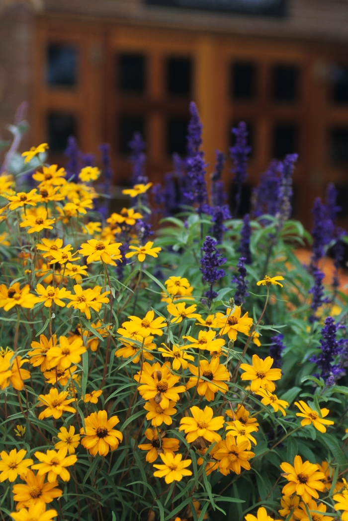 Zinnia angustifolia (linearis) 'Star Gold' | Narrow-leaved Zinnia ...