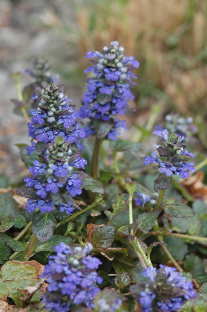 Ajuga reptans 'Catlin's Giant' | Bugleweed | Kings Garden Center