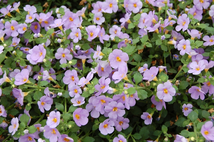 Bacopa Sutera cordata 'Calypso Jumbo Deep Lavender' | Bacopa | Kings ...