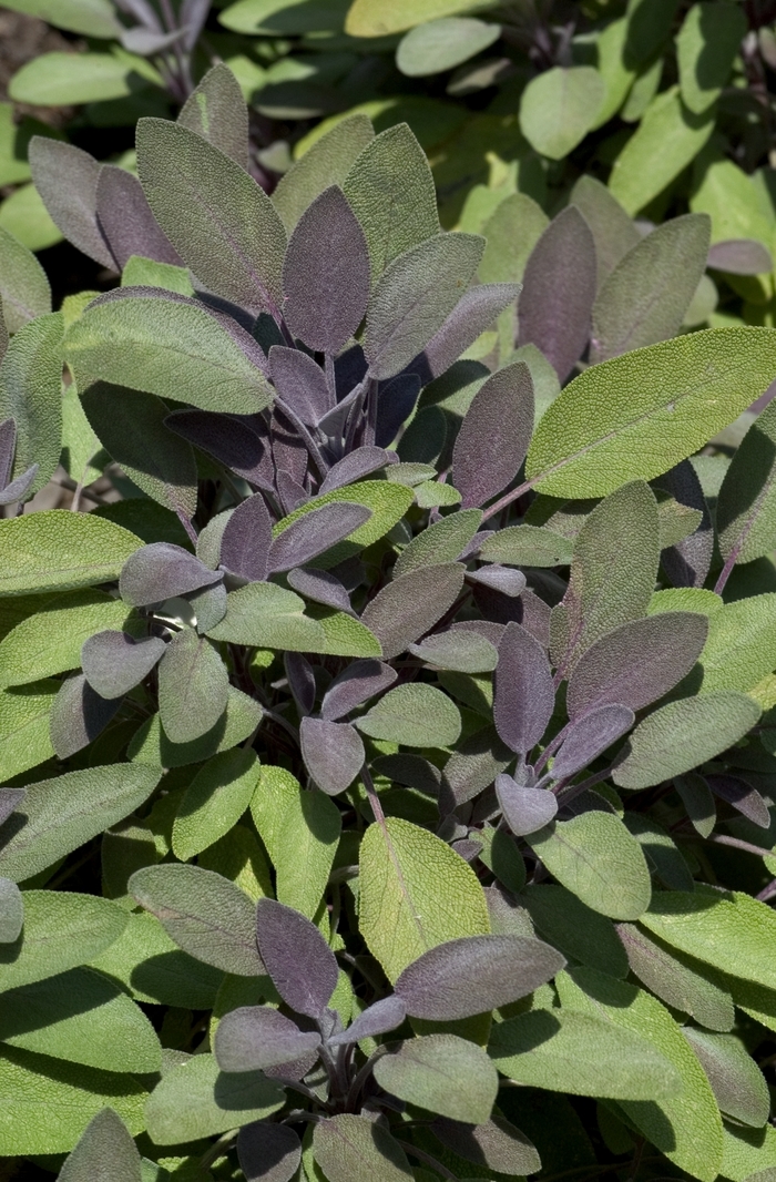 SALVIA officinalis 'Purpurascens' | Purple Sage | Kings Garden Center