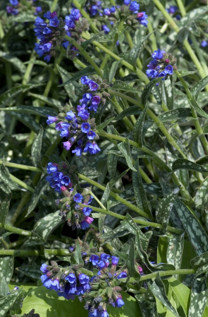 Pulmonaria longifolia 'Bertram Anderson' | Lungwort | Kings Garden Center