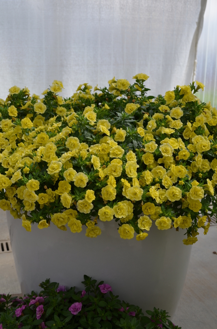 Calibrachoa x hybrida 'Minifamous™ Double Lemon' | Trailing Petunia ...
