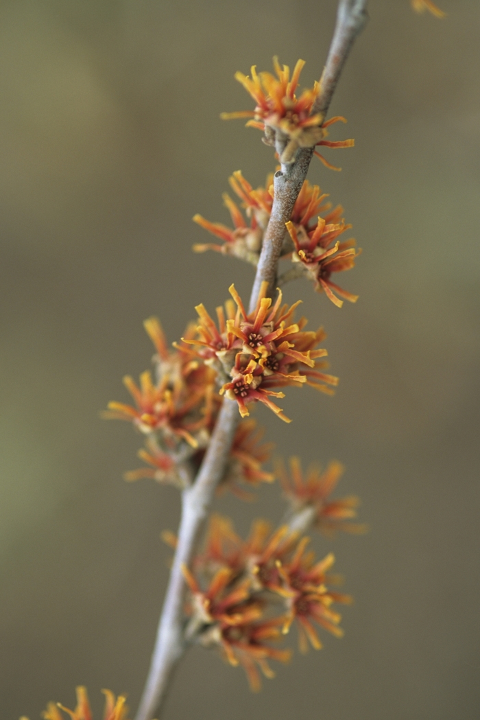Hamamelis vernalis | Vernal Witch Hazel | Kings Garden Center