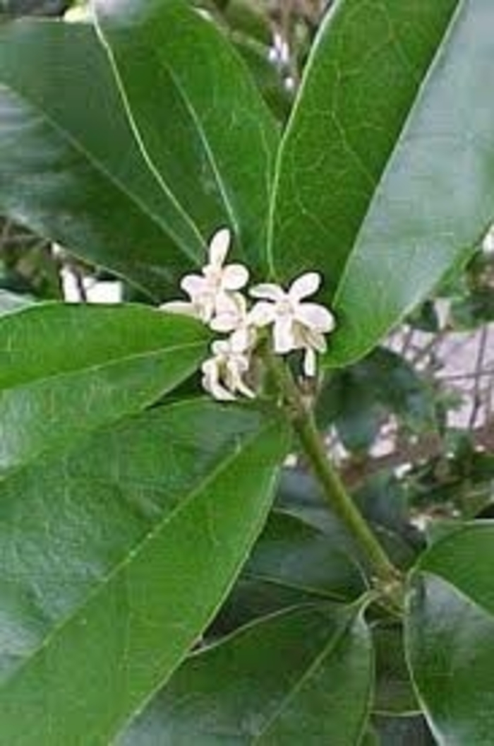 Osmanthus fragrans | Tea Olive | Kings Garden Center