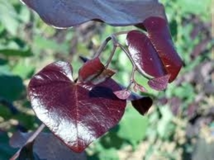 Cercis canadensis 'Merlot' | Merlot Redbud | Kings Garden Center