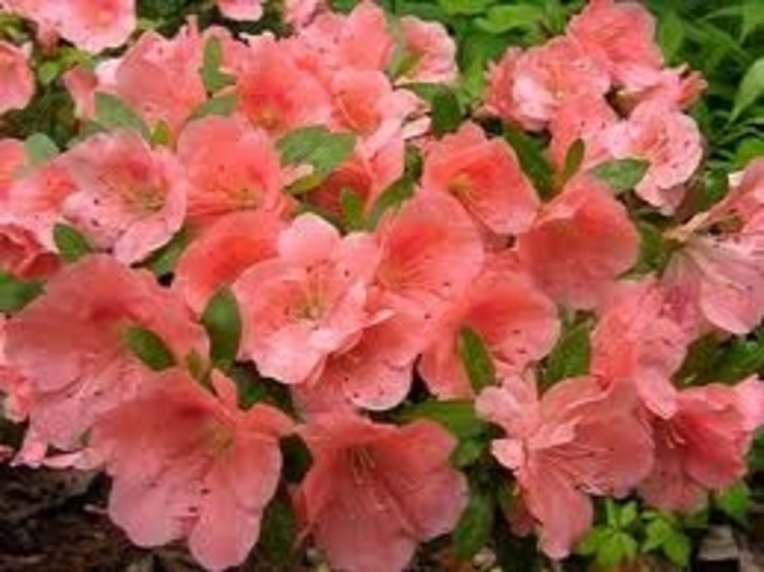 Azalea satsuki 'Wakabeisu' | Wakabeisu Azalea | Kings Garden Center