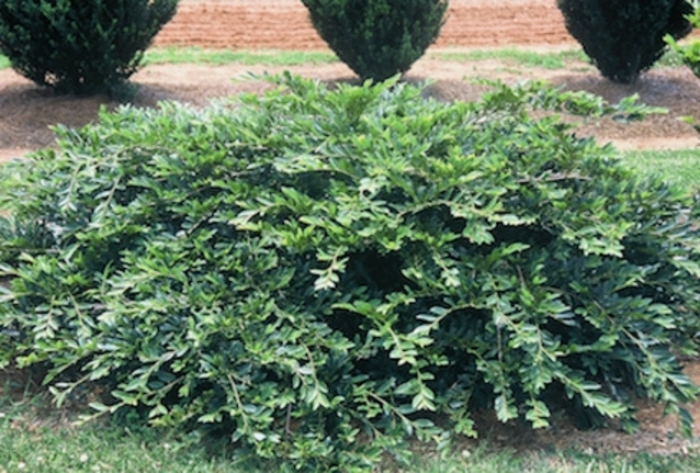 Distylium 'Vintage Jade' | Vintage Jade | Kings Garden Center