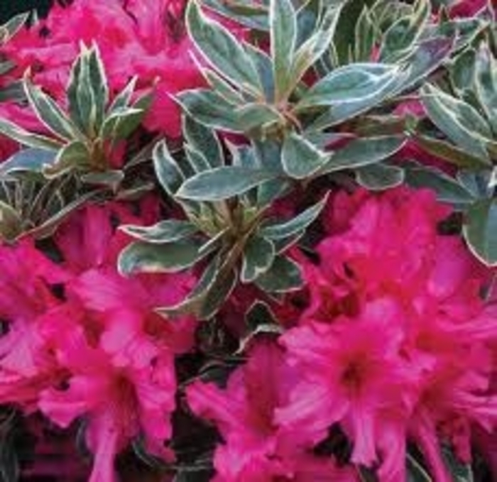 Azalea 'Silver Sword' | Silver Sword Azalea | Kings Garden Center