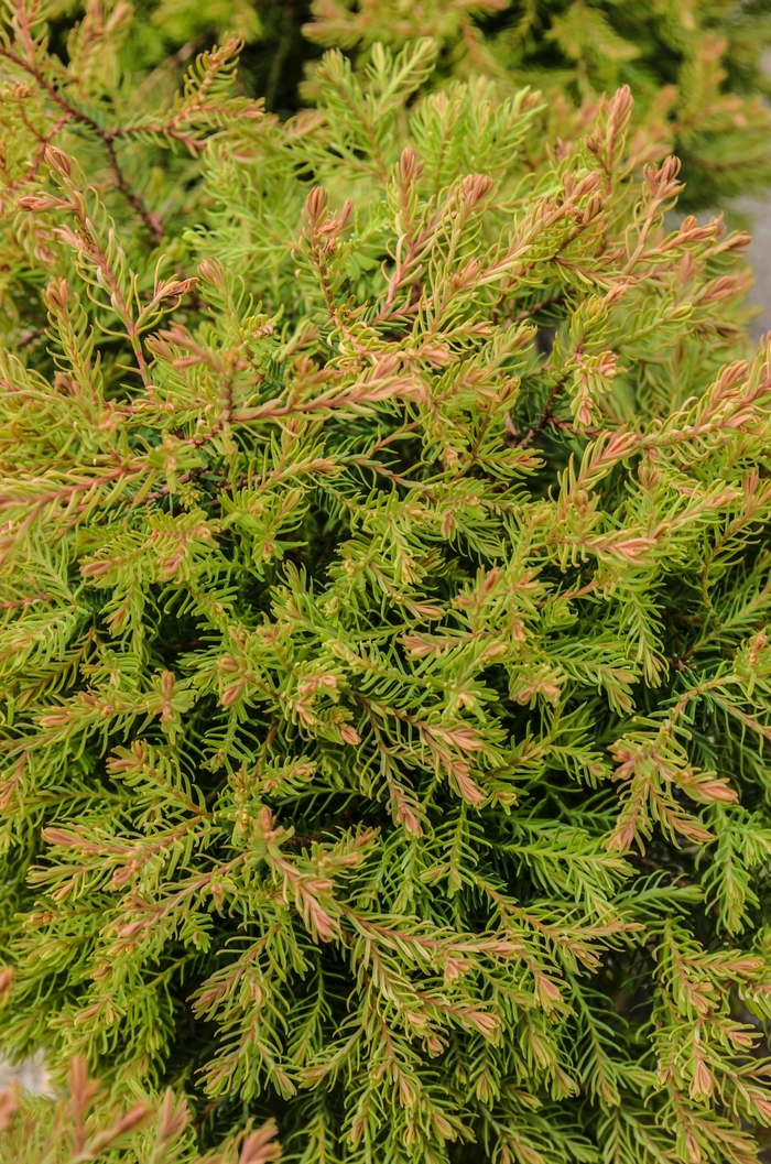 Thuja occidentalis 'Congabe' | Fire Chief Arborvitae | Kings Garden Center
