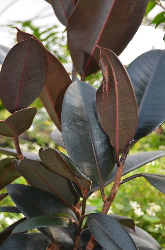 Ficus elastica | Rubber Tree | Kings Garden Center