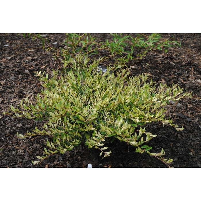 Distylium hybrida 'Spring Frost™' | Spring Frost™ Distylium | Kings ...