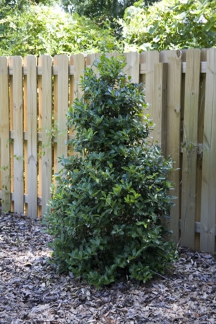 Ilex x 'Conaf' | Oak Leaf Red Holly | Kings Garden Center