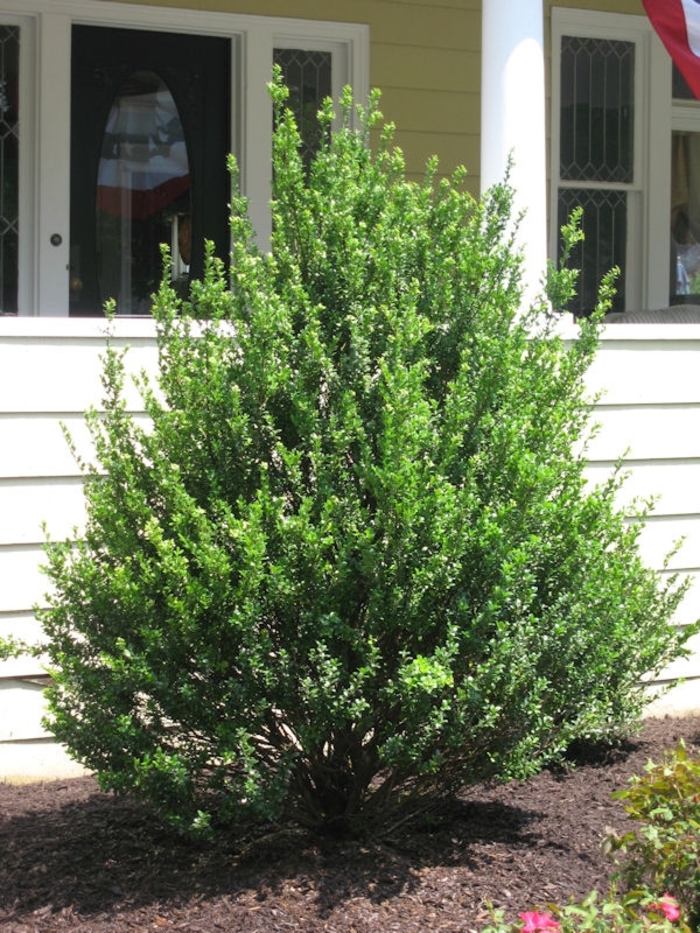 Ilex crenata ''Steeds'' | Steeds Japanese Holly | Kings Garden Center