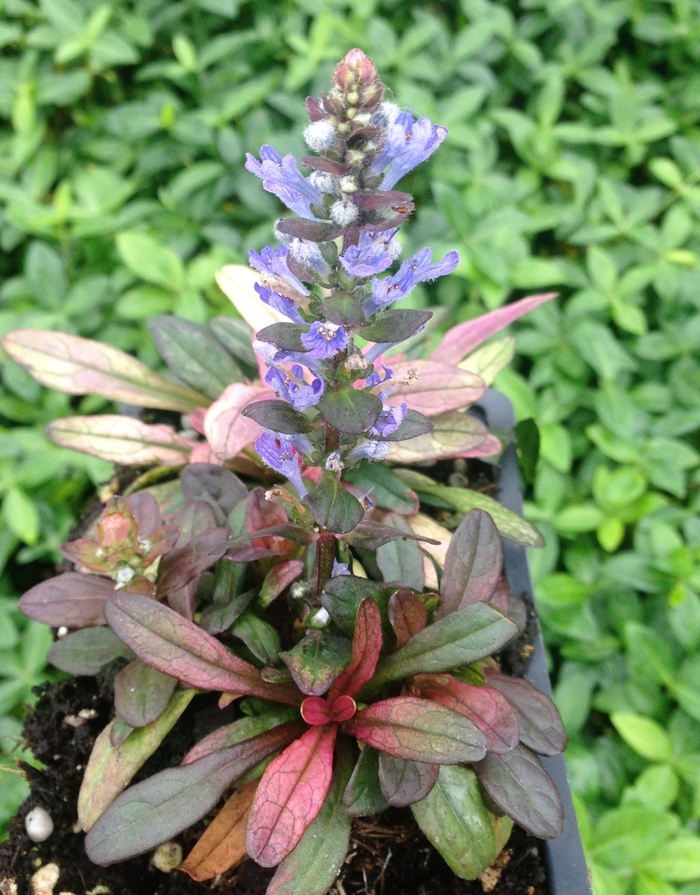 Ajuga reptans 'Dixie Chip' | Bugleweed | Kings Garden Center