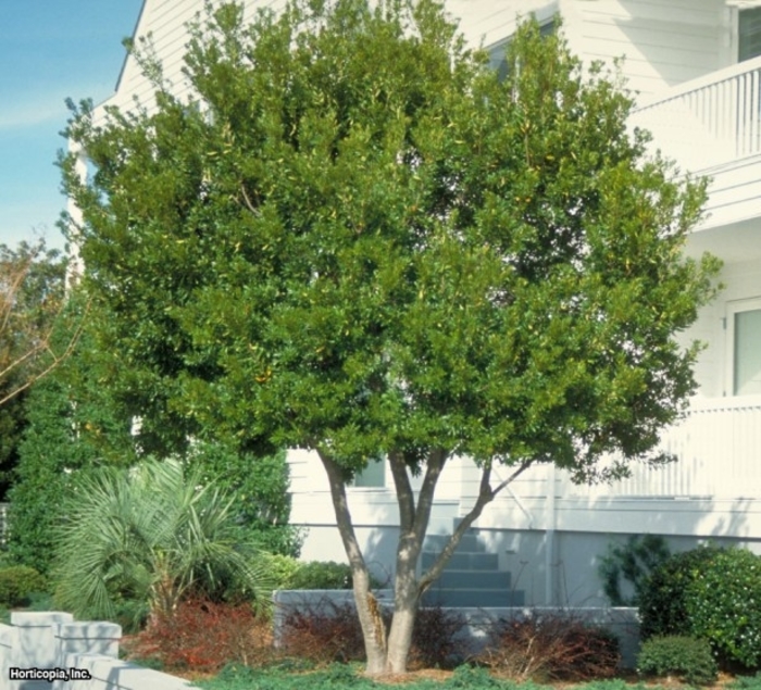 Myrica cerifera | Southern Wax Myrtle | Kings Garden Center