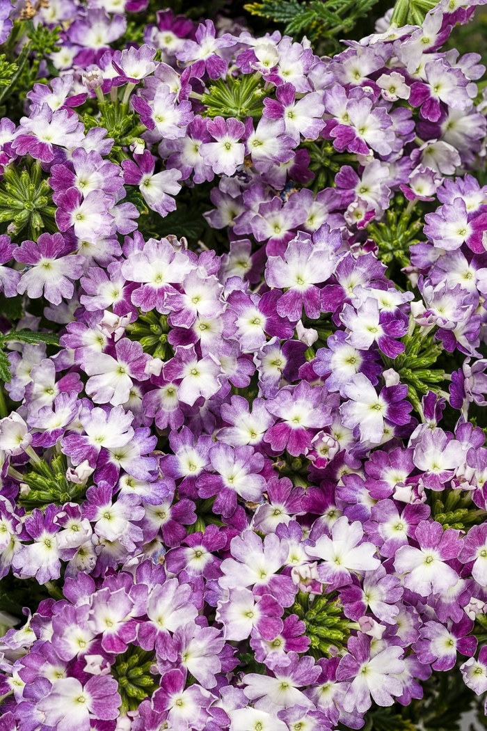 Verbena hybrid 'Superbena® Sparkling Amethyst' | Superbena® Verbena ...