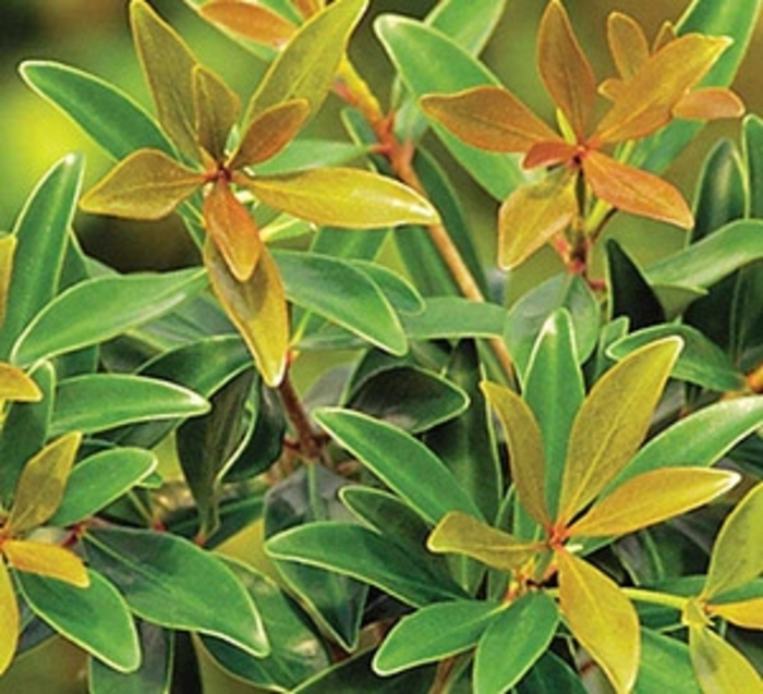 Cleyera japonica 'Conthery' | illicium | Kings Garden Center