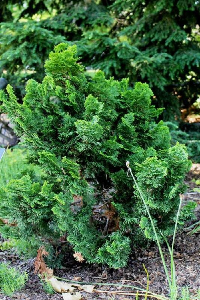 Chamaecyparis obtusa 'Nana Gracilis' | Dwarf Hinoki Cypress | Kings ...