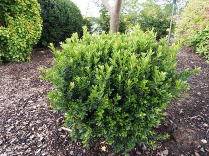 Buxus microphylla var. japonica 'Grejade' | Baby Jade Boxwood | Kings ...