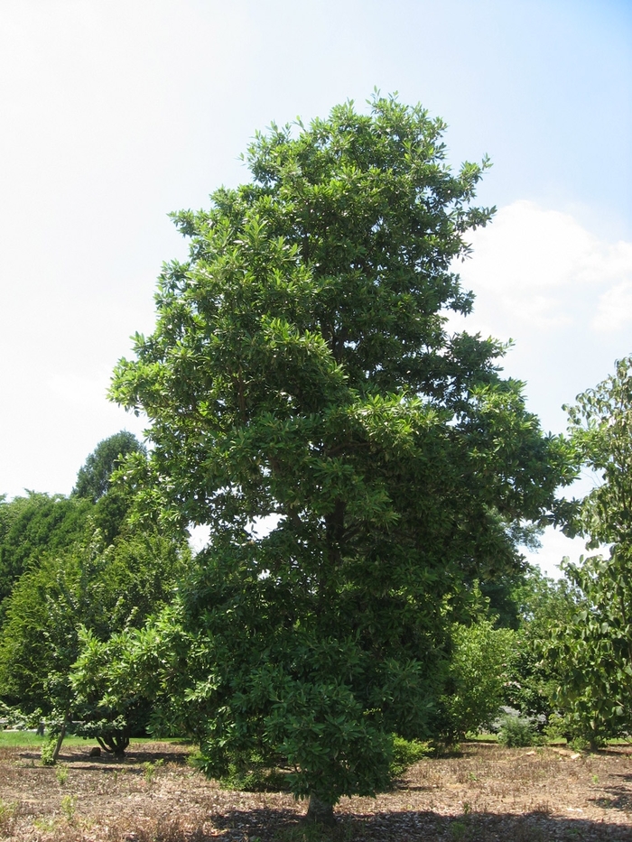 Magnolia virginiana 'Green Shadow' | Green Shadow Sweetbay Magnolia ...
